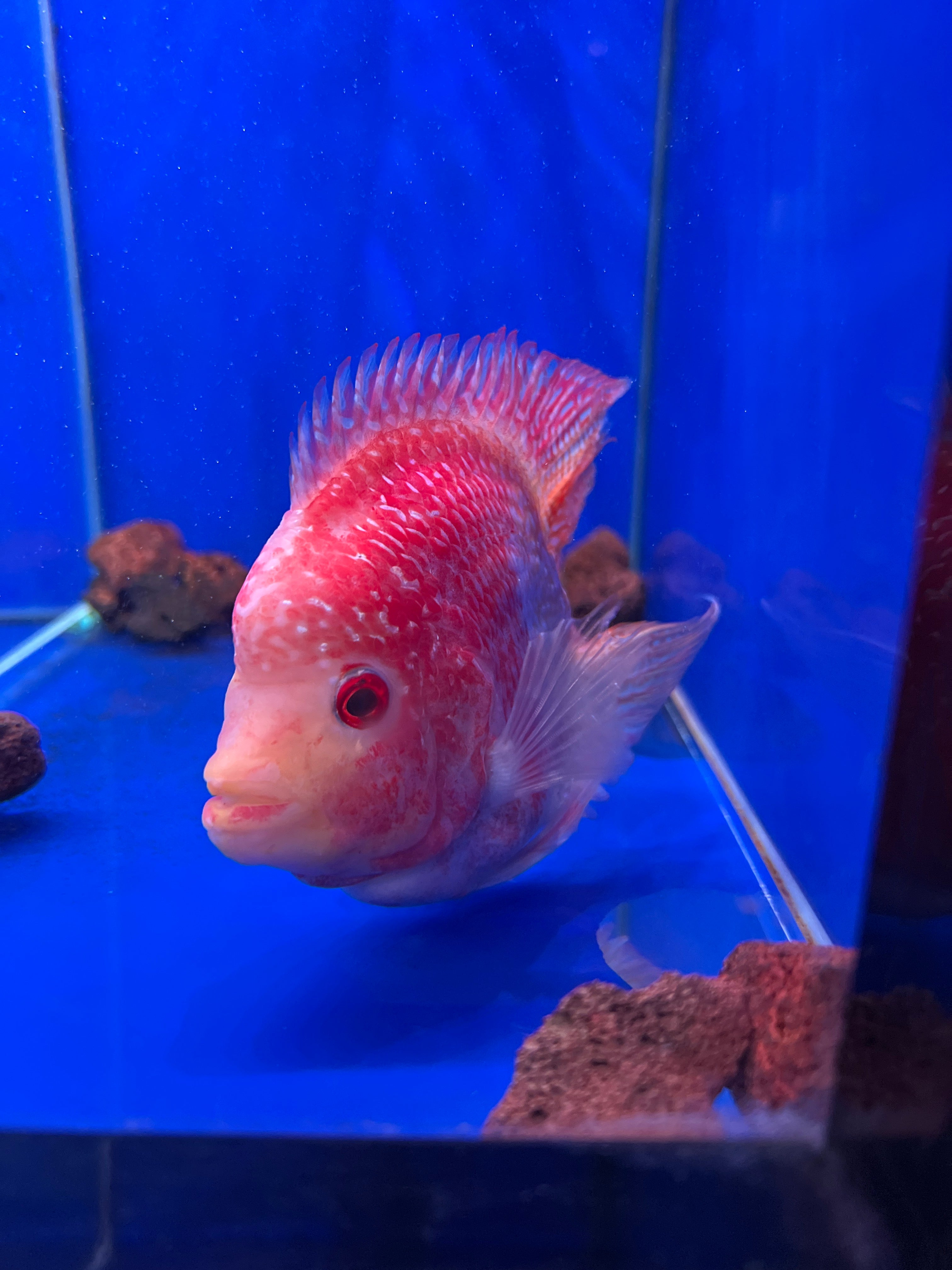 Kohaku Flowerhorn Parrot | Exact Hybrid Fish