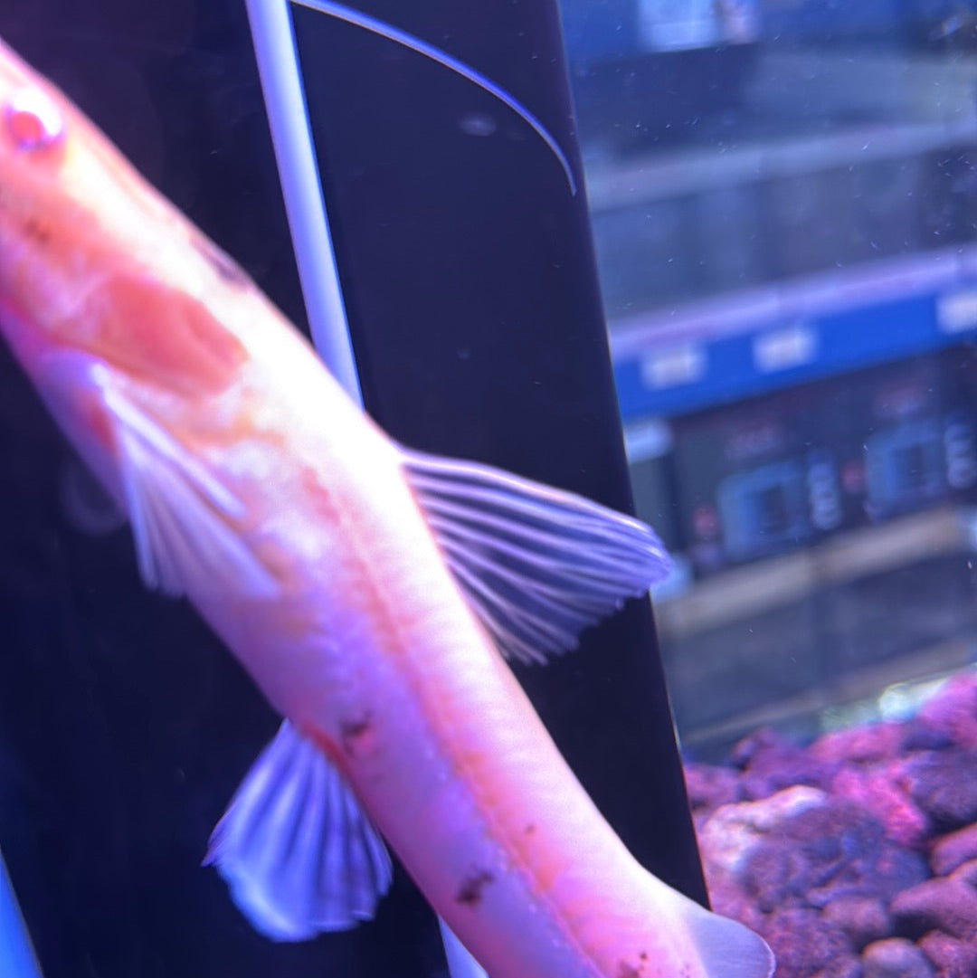 Red eyed Albino Marbled Tiger Shovelnose Catfish (Pseudoplatystoma fas ...
