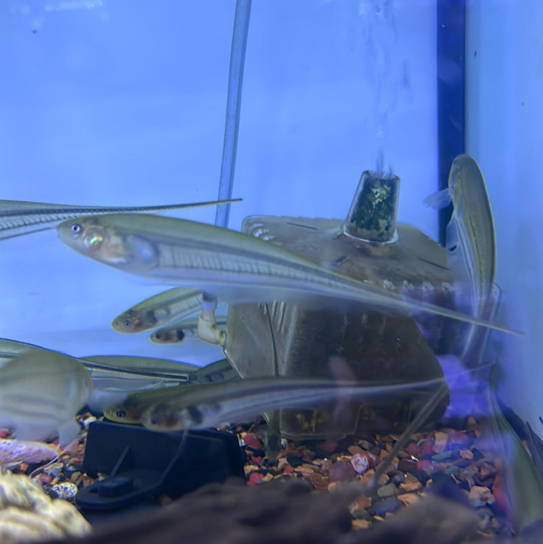 Glass Knife Fish (Eigenmannia virescens) – monsteraquariumonline