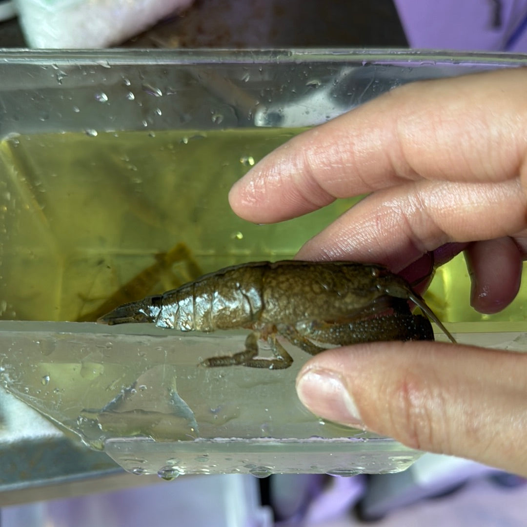 Cameroon Atya vampire Shrimp (Atya gabonensis)