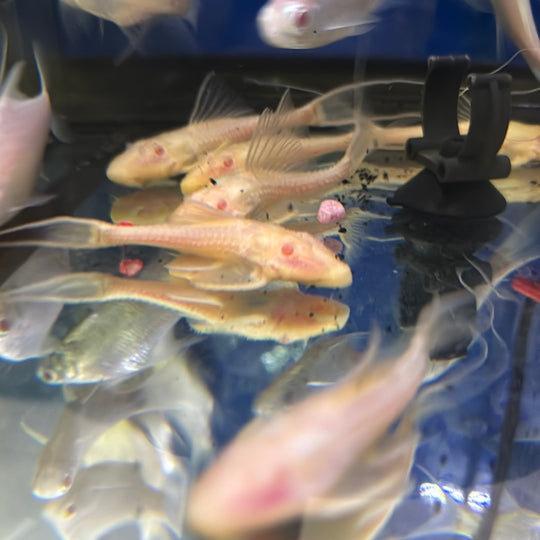 L155 Albino Adonis Pleco (Acanthicus hystrix) – monsteraquariumonline