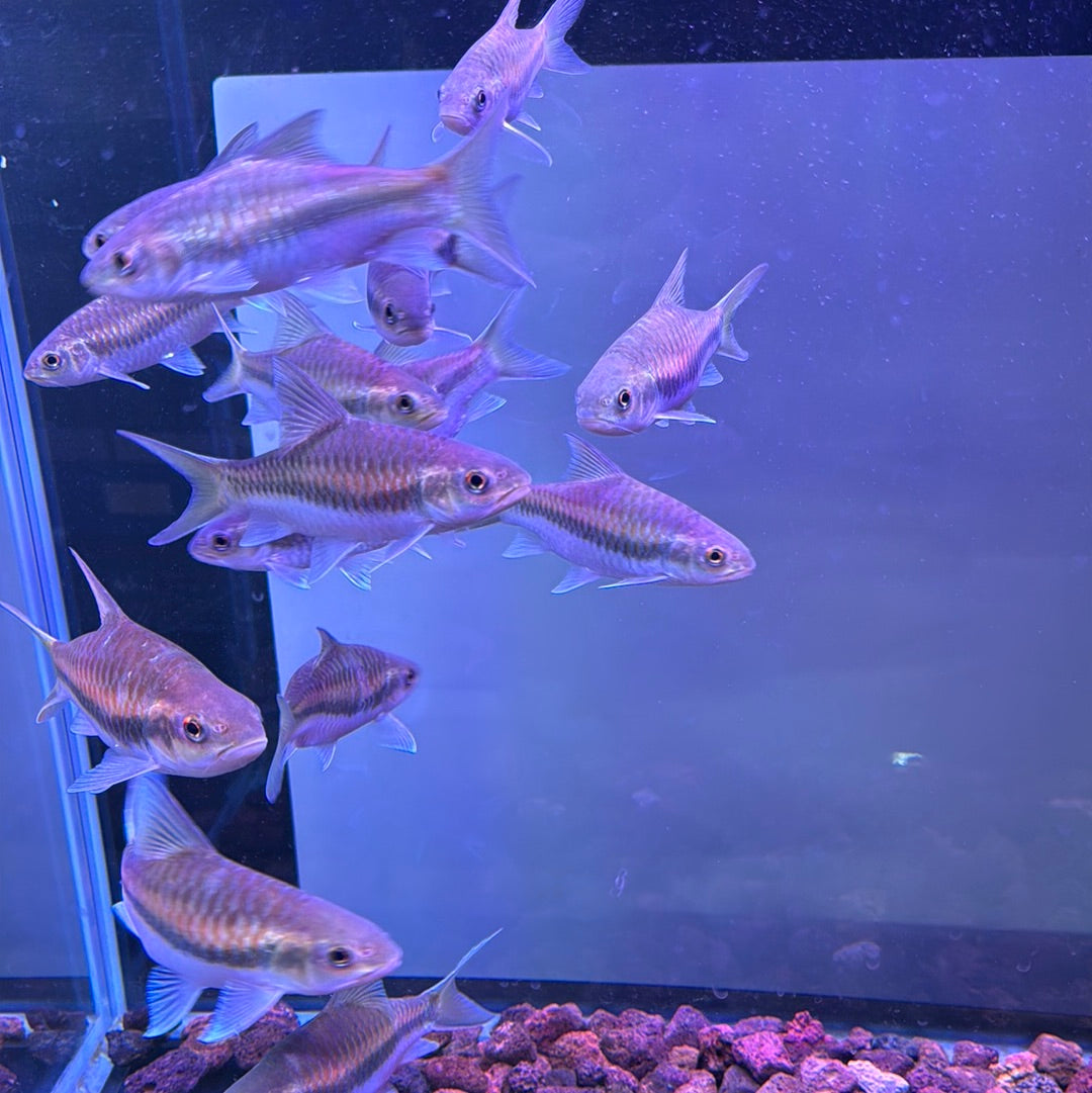 Shortbody Blue Mahseer (Neolissochilus stracheyi) – monsteraquariumonline