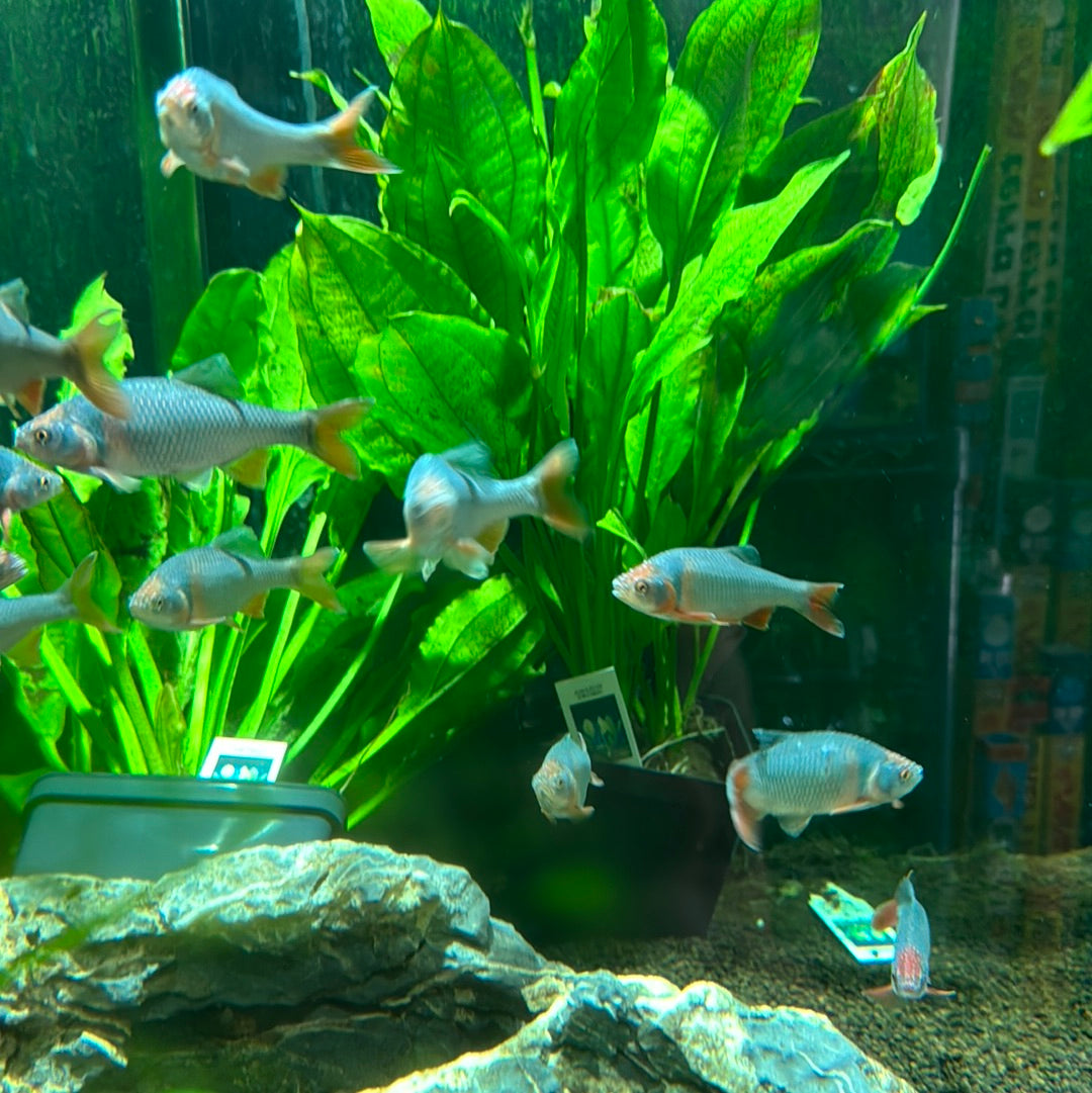 Red shiner ( Cyprinella lutrensis ) male