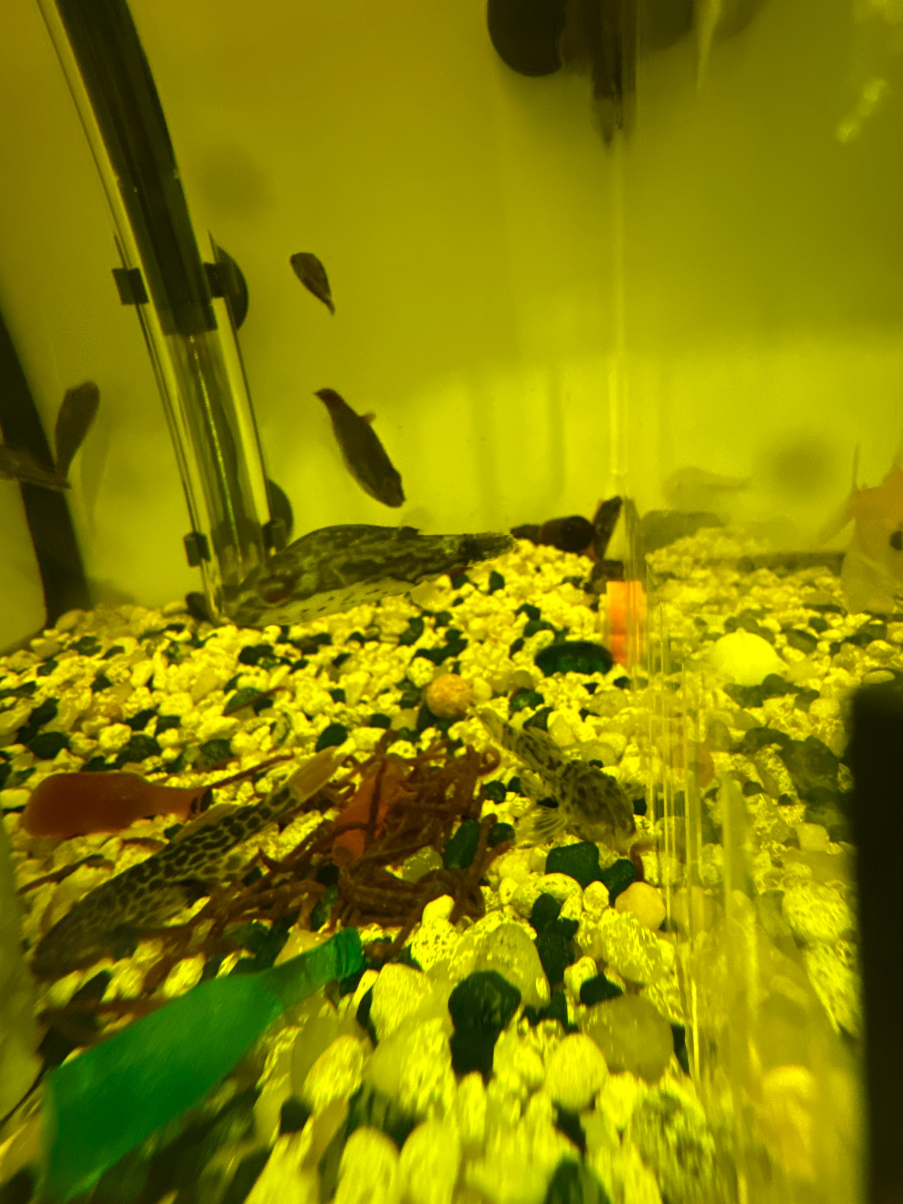 Red-tailed red eye puffer (Carinotetraodon irrubesco ...