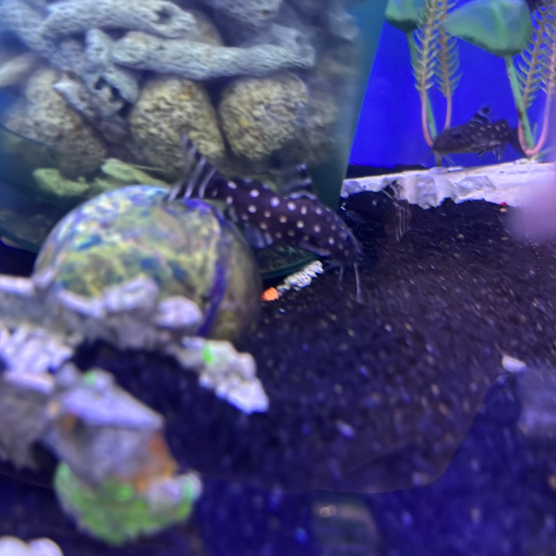 Synodontis Angelicus Catfish (Synodontis angelicus)
