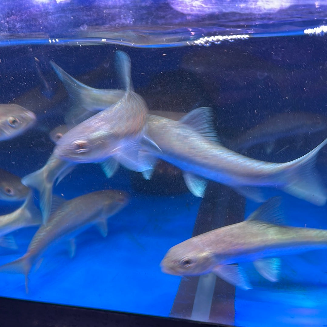 Blue Mahseer (Neolissochilus stracheyi) – monsteraquariumonline