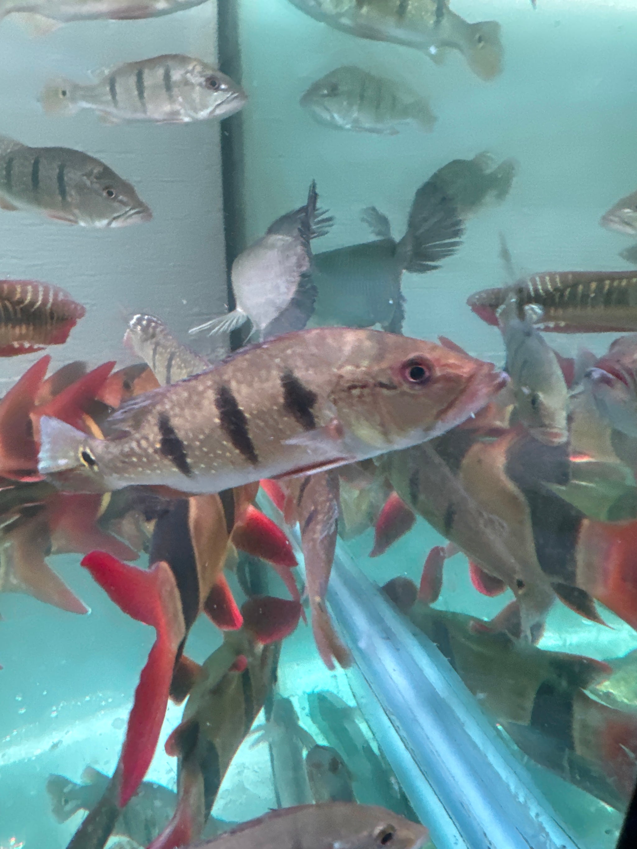 Monoculus Peacock Bass Fish For Sale - Monster Aquarium ...