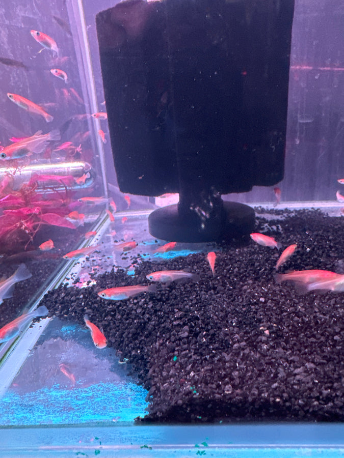 Medaka Pink rice fish (Oryzias Latipes) – monsteraquariumonline