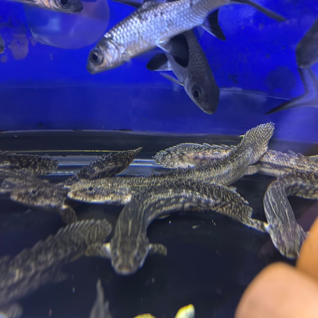 Lapradei Koliba Polypterus – monsteraquariumonline