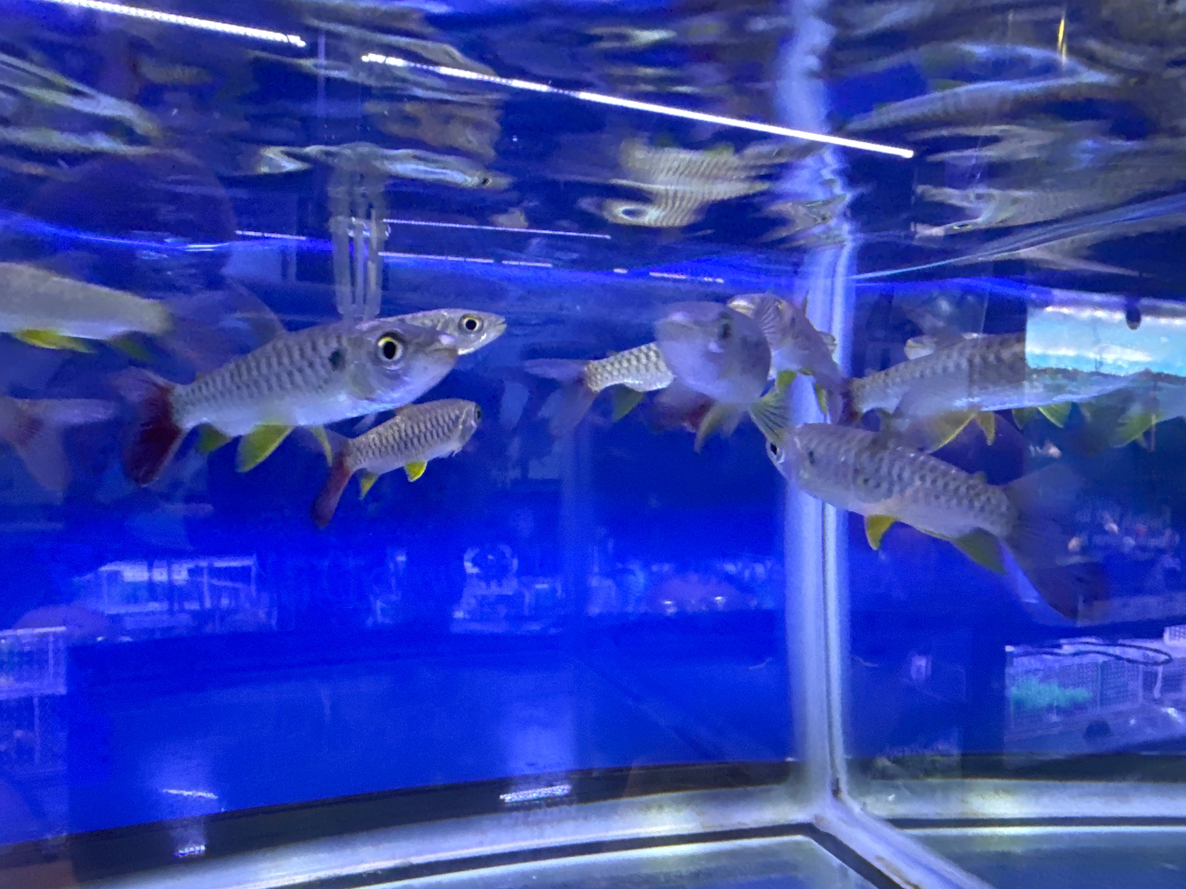 Pinktail Chalceus ( Chalceus erythrurus) – monsteraquariumonline