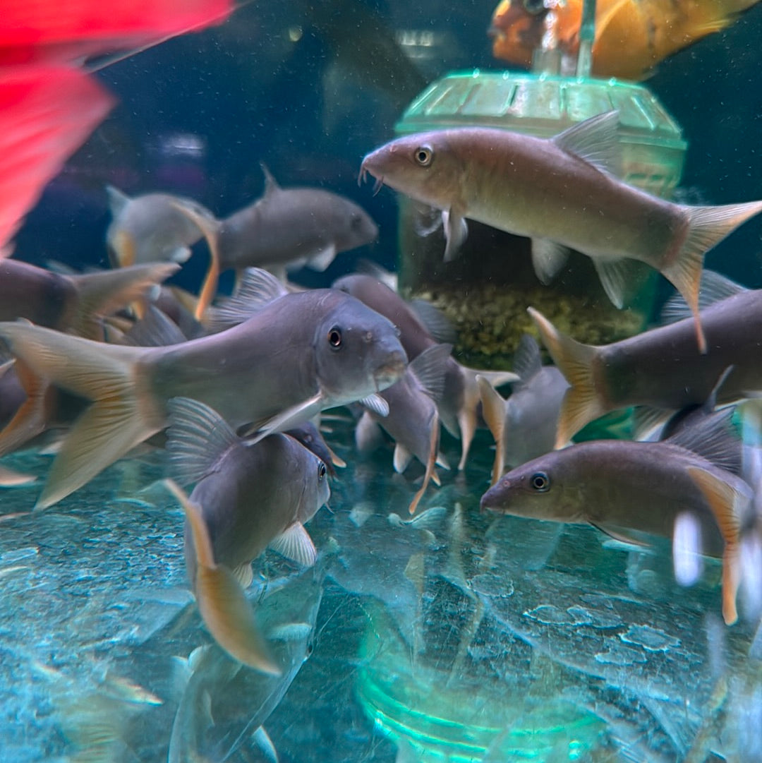 Blue Botia Red tail loach (Yasuhikotakia modesta) – monsteraquariumonline