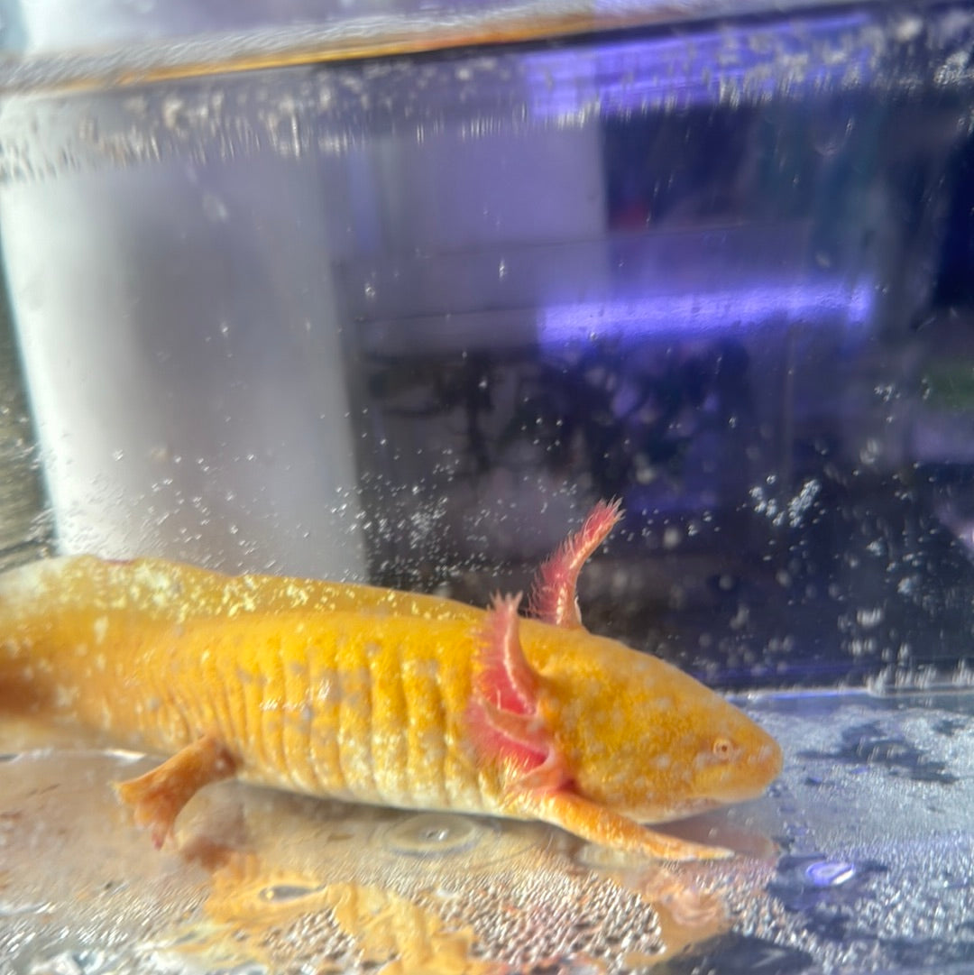 Axolotl Fish For Sale - Monster Aquarium – monsteraquariumonline