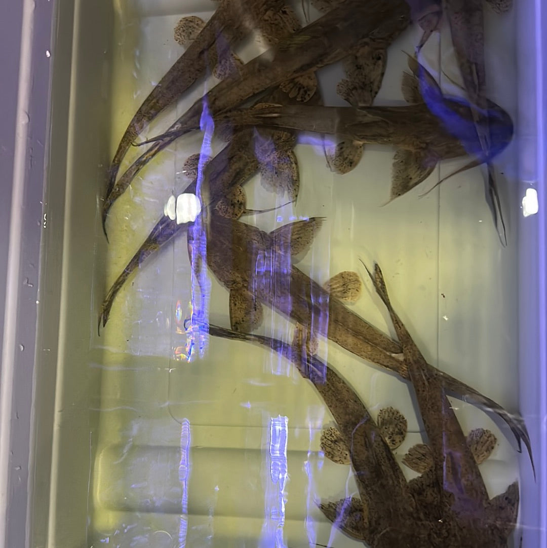 Crocodile Goonch Catfish (Bagarius Suchus) – monsteraquariumonline