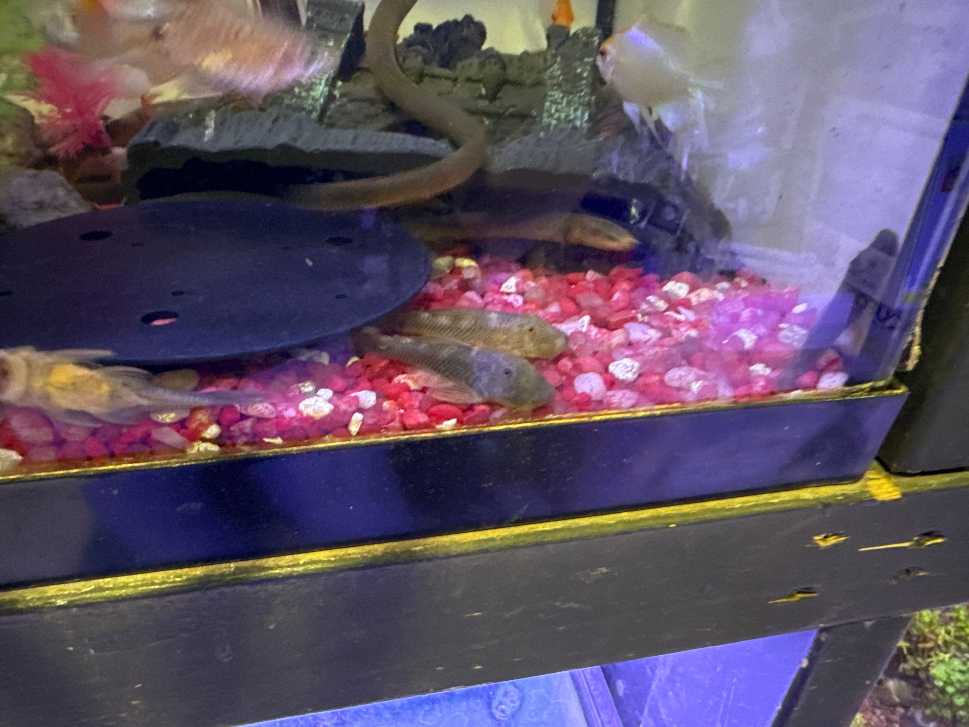 L146 Rubber Lipped Pleco (Chaetostoma milesi) – monsteraquariumonline