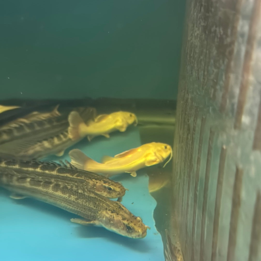 Phantom Redtail Catfish (Phractocephalus Hemioliopterus ...