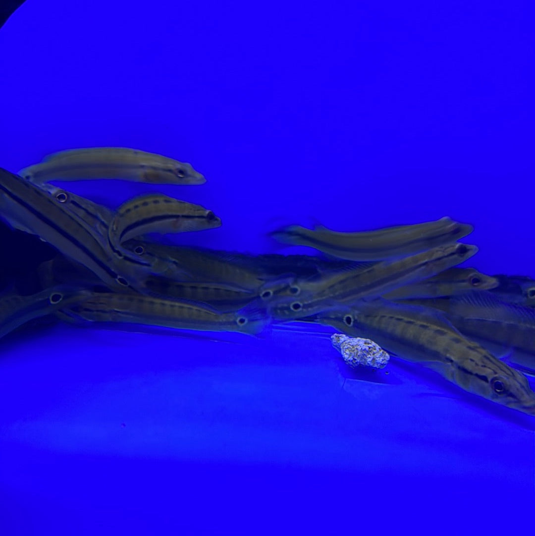 Orange Pike Fish ( crenicichla lugubris xingu 1 ) – monsteraquariumonline