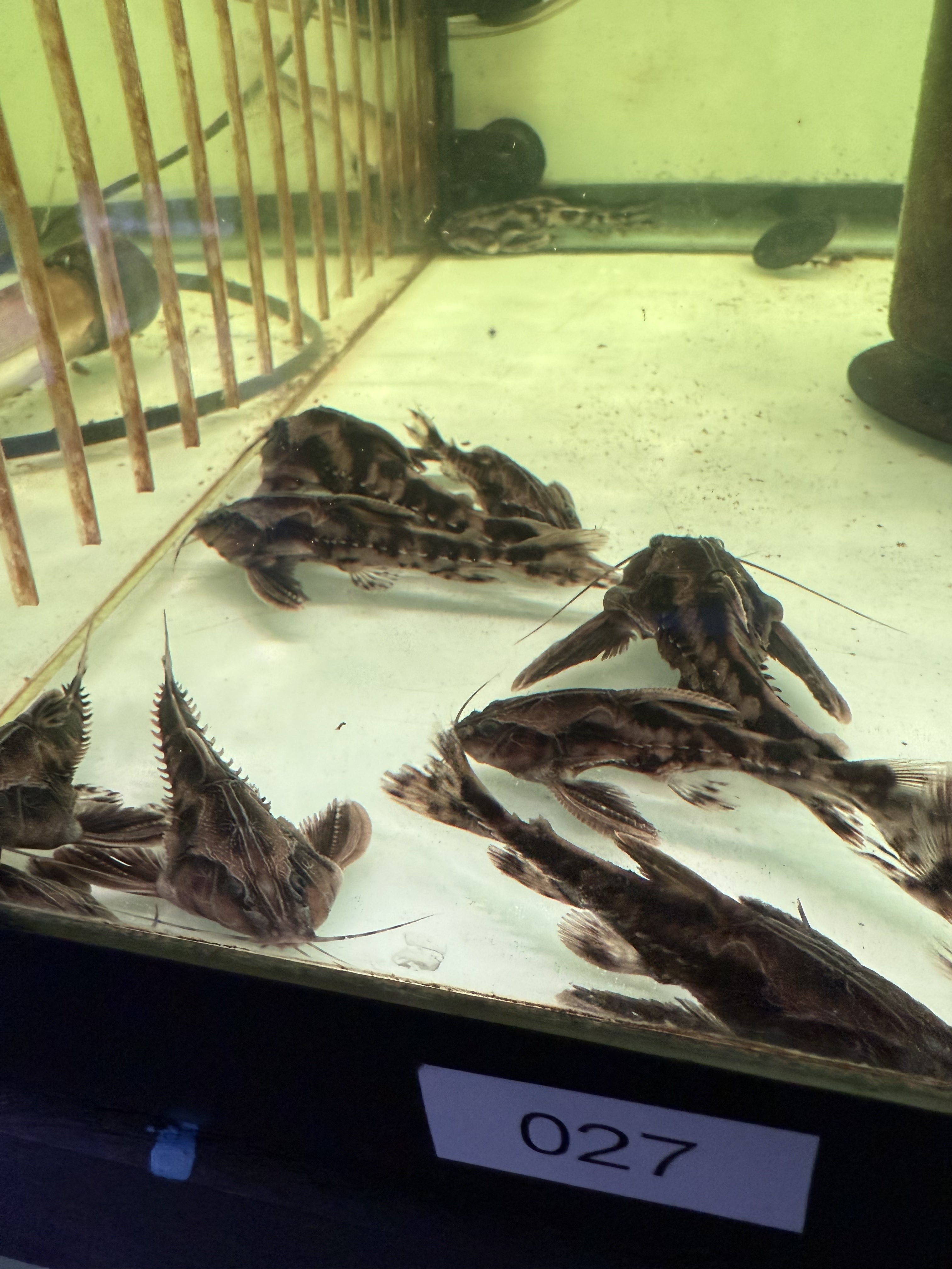 Irwini Catfish ( Megalodoras Uranoscopus ) – monsteraquariumonline