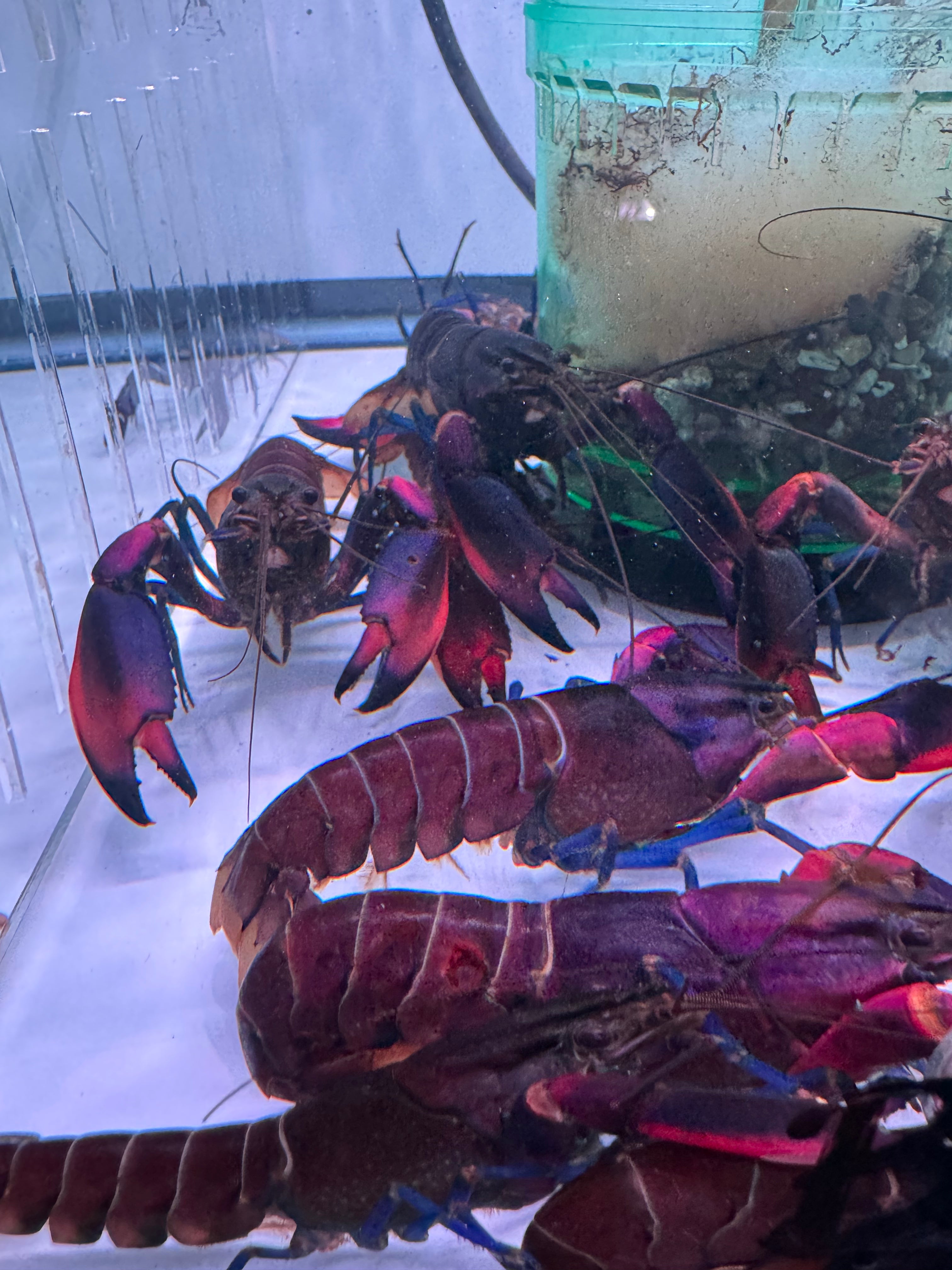 Boesemani Tri Color GREEN Crayfish (Cherax Boesemani) ONLY MALES ...