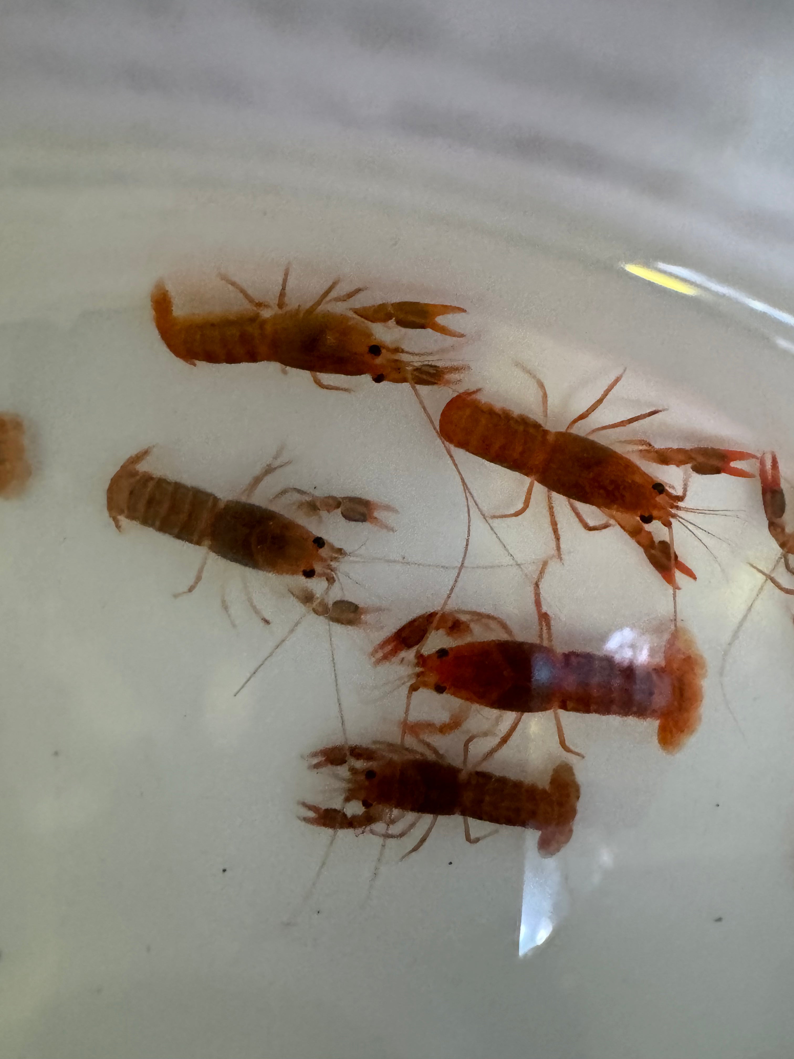 Volcano Yabby (Cherax destructor) var. 'Volcano'