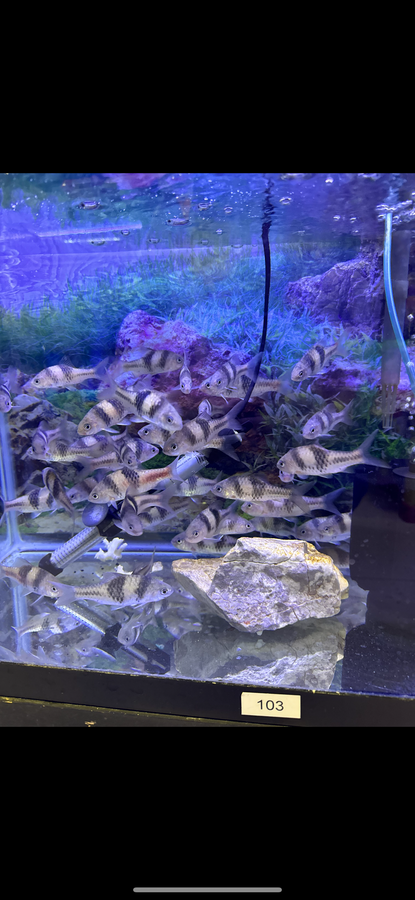 T barb Spanner Barb (Barbodes lateristriga) – monsteraquariumonline