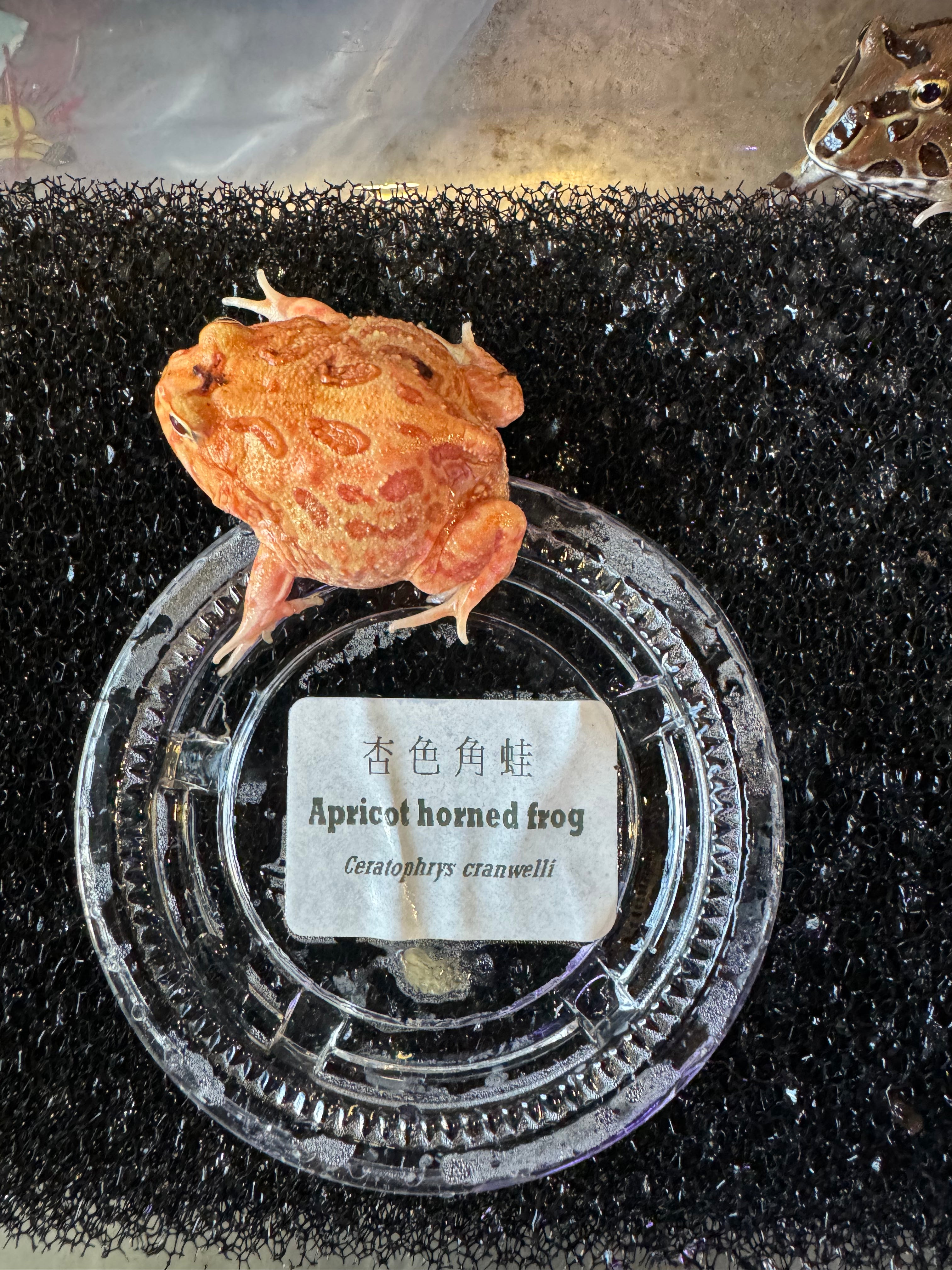 Apricot Horned frog ( Ceratophrys Cranwelli )