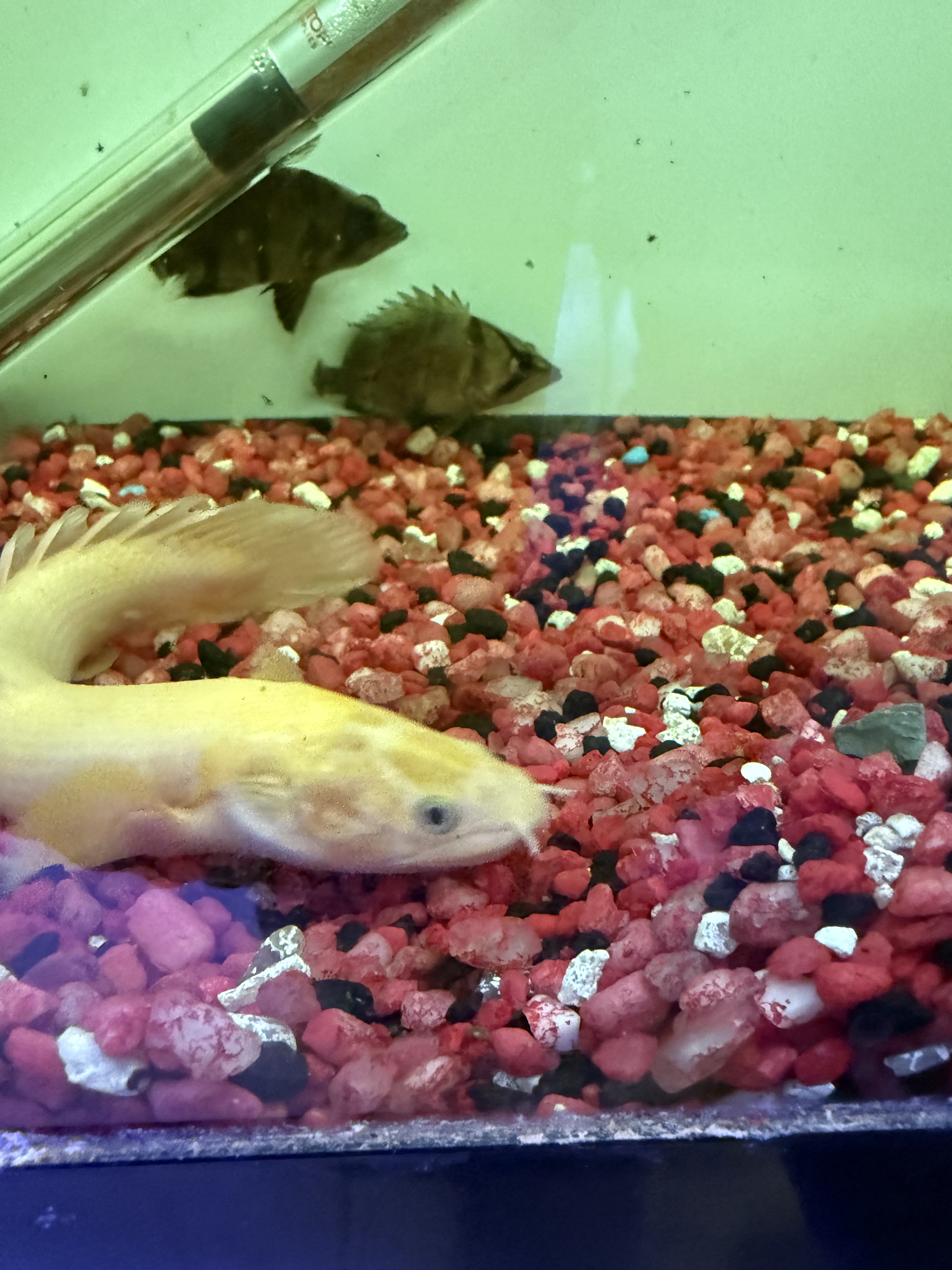 Leucistic Golden Weeksii Polypterus Bichir (Polypterus weeksii ...
