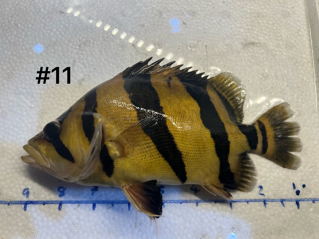 Siamese Tiger Fish (Datnioides Pulcher) – monsteraquariumonline