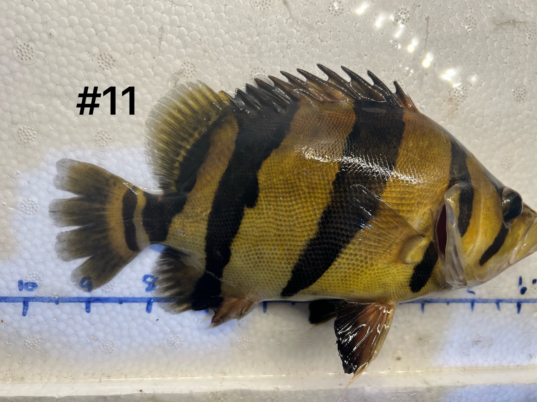 Siamese Tiger Fish (Datnioides Pulcher) – monsteraquariumonline