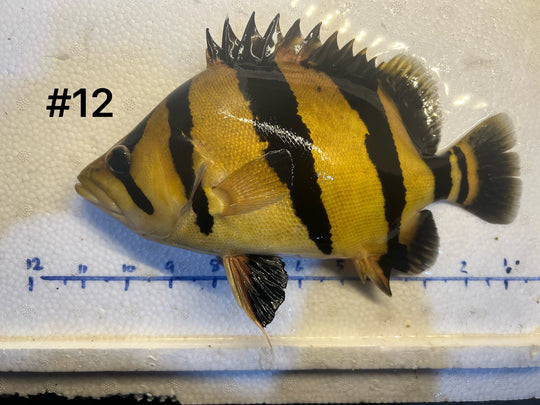 Siamese Tiger Fish (Datnioides Pulcher) – monsteraquariumonline