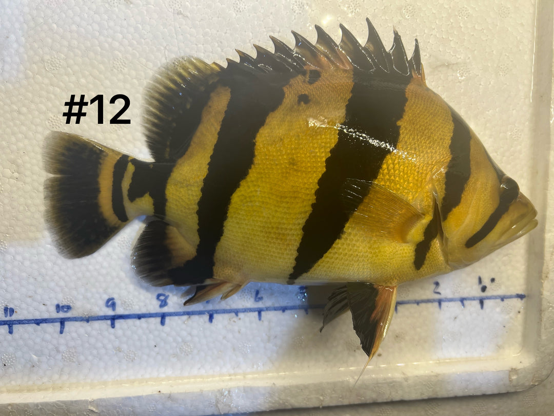 Siamese Tiger Fish (Datnioides Pulcher) – monsteraquariumonline