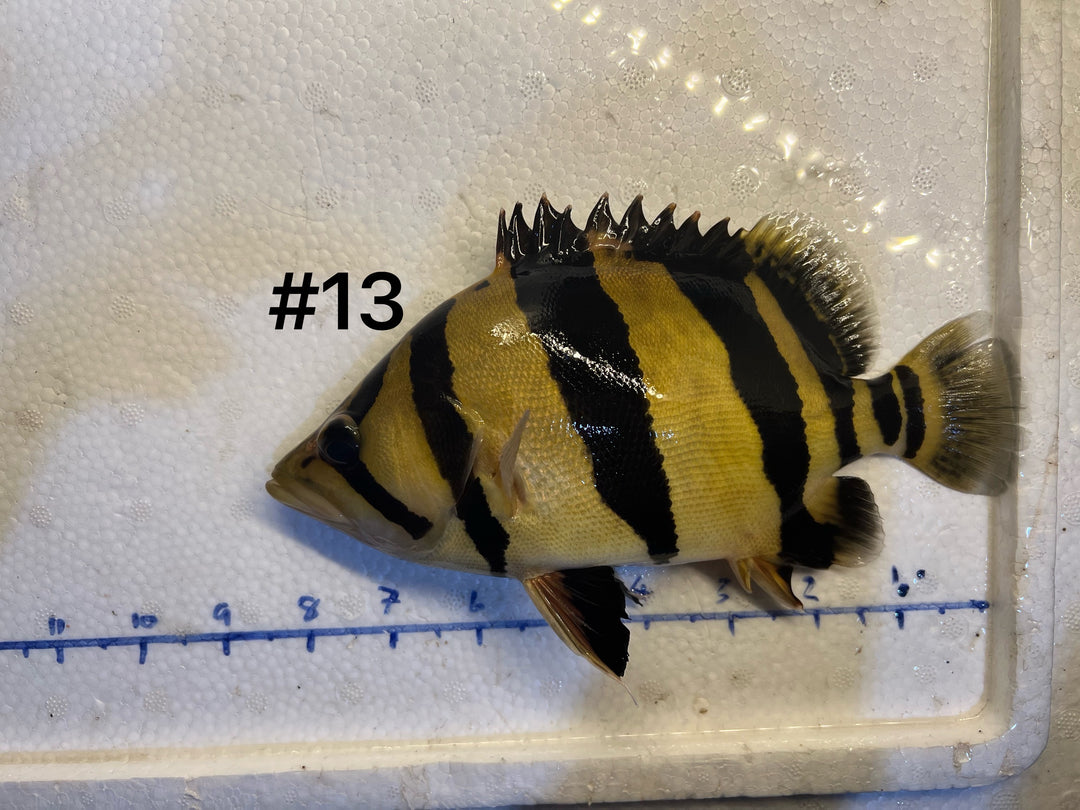 Siamese Tiger Fish (Datnioides Pulcher) – monsteraquariumonline