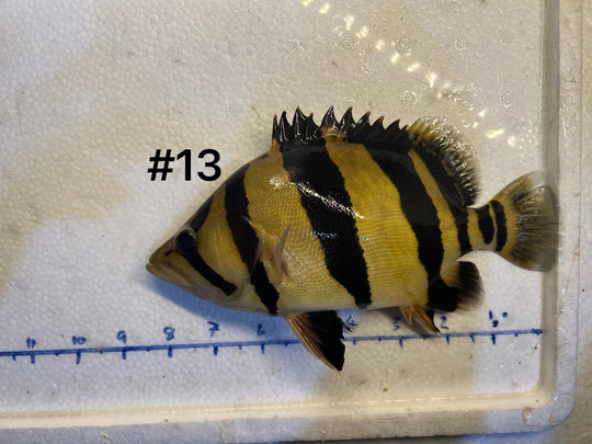 Siamese Tiger Fish (Datnioides Pulcher) – monsteraquariumonline