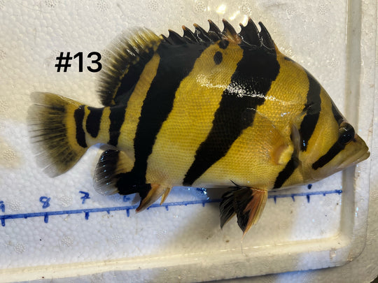 Siamese Tiger Fish (Datnioides Pulcher) – monsteraquariumonline