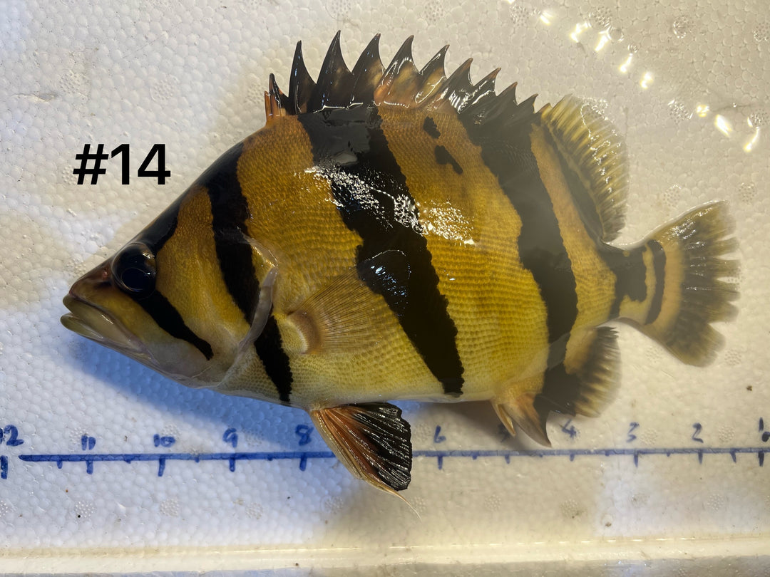 Siamese Tiger Fish (Datnioides Pulcher) – monsteraquariumonline