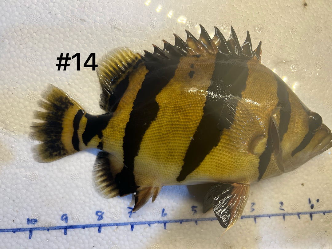 Siamese Tiger Fish (Datnioides Pulcher) – monsteraquariumonline