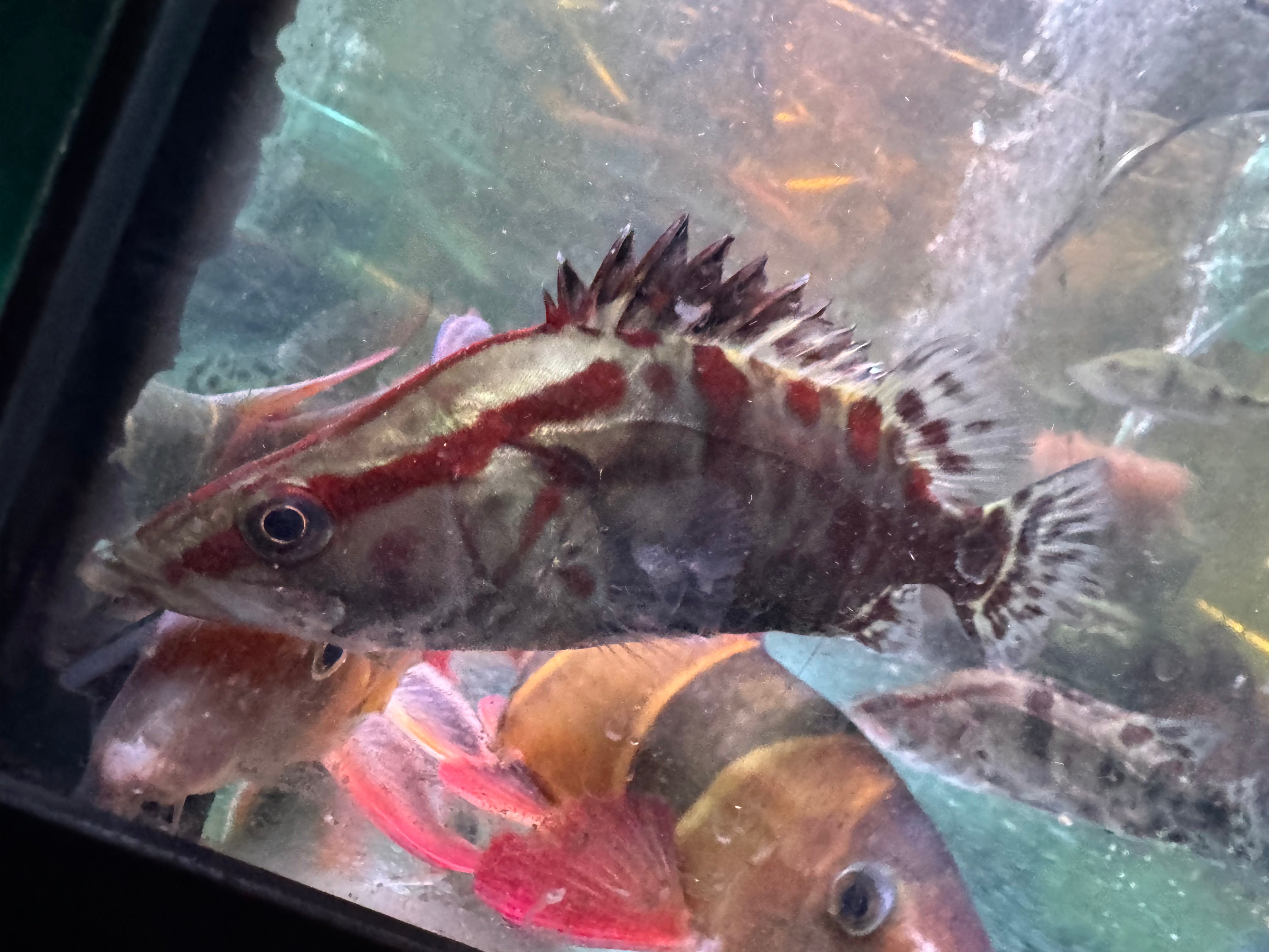 Chinese Perch (Siniperca Chuatsi)