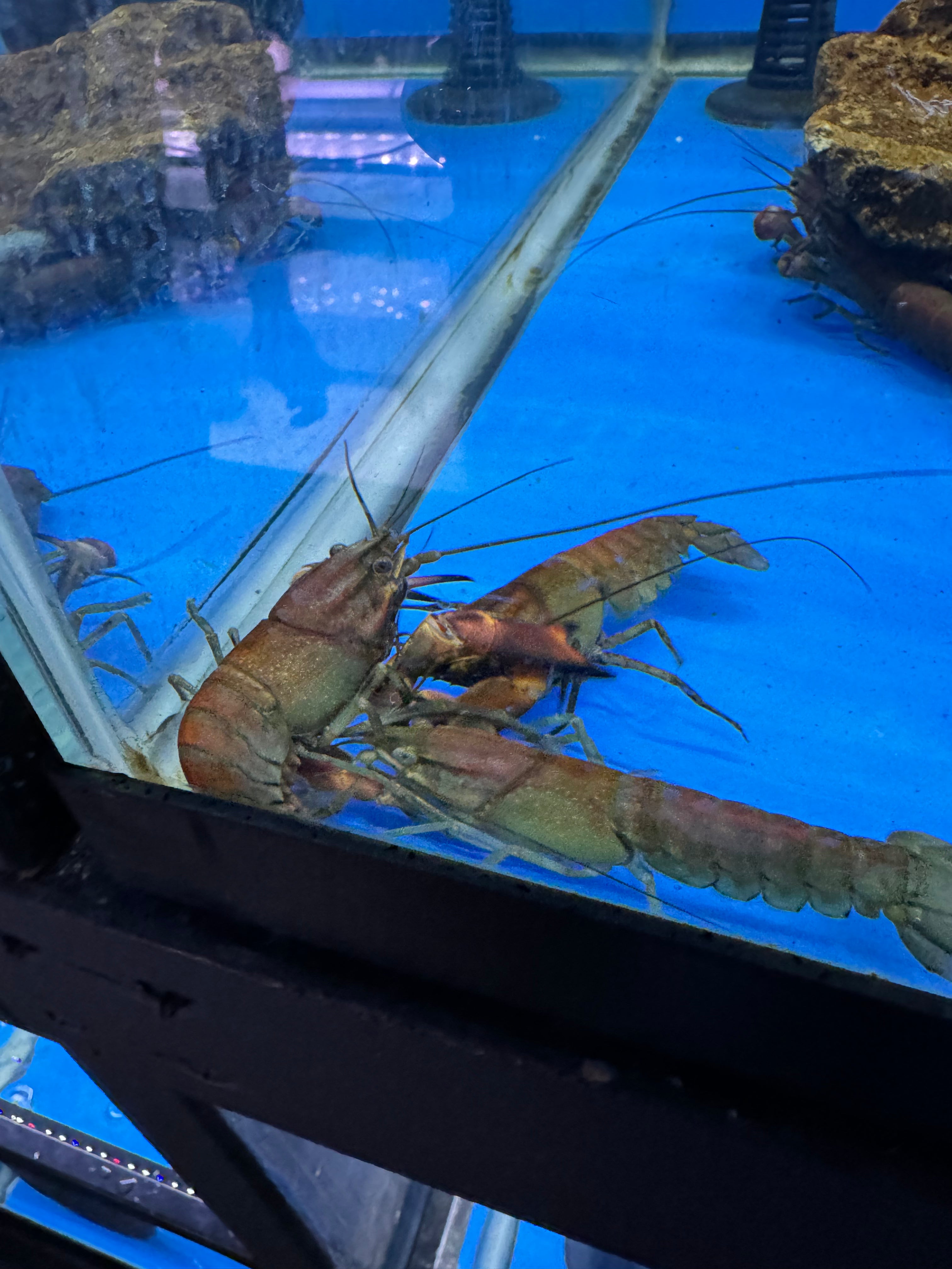 Red Brick Crayfish (Cherax Boesemani)