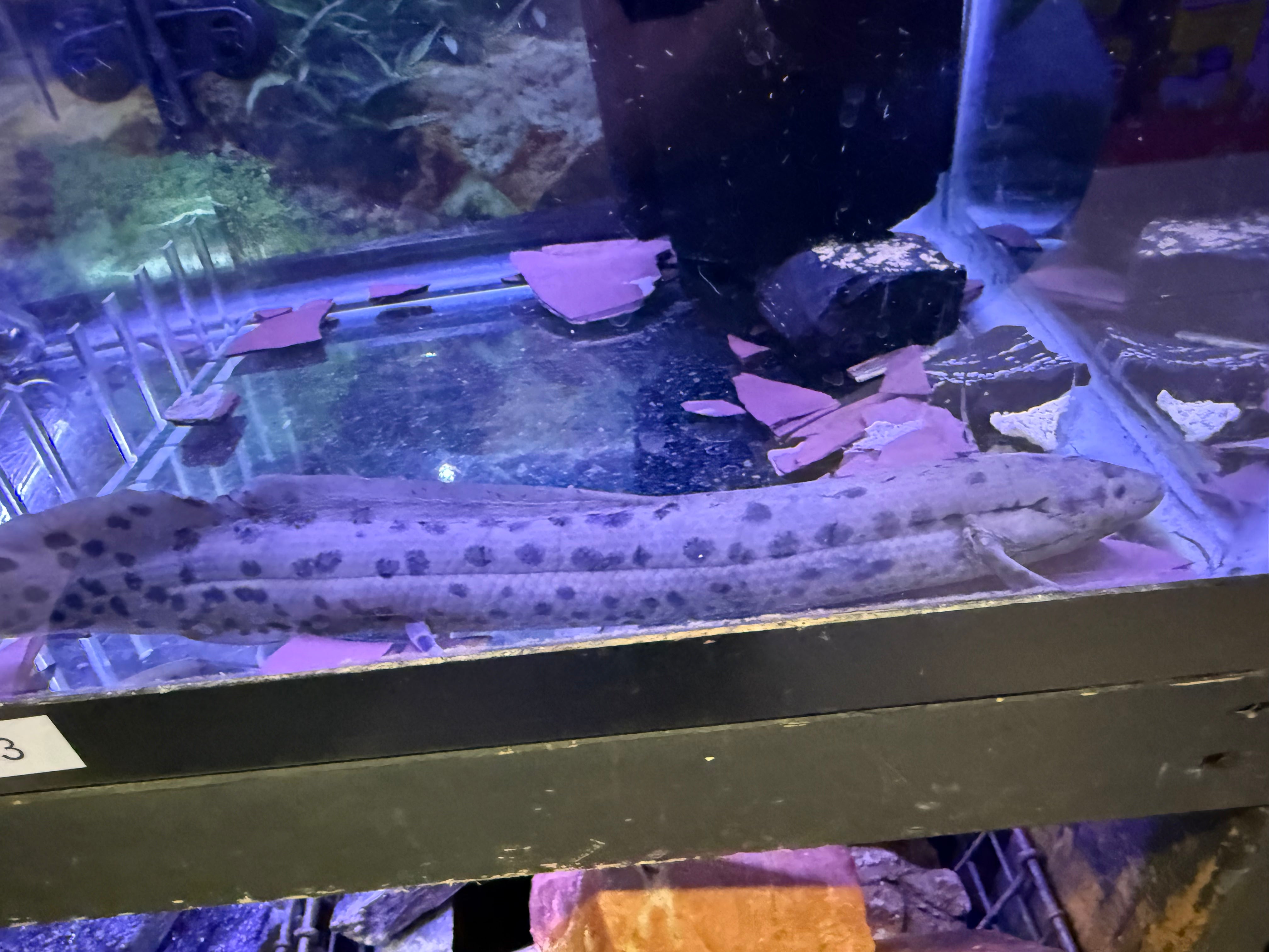 Spotted Lungfish (Protopterus Annectens )