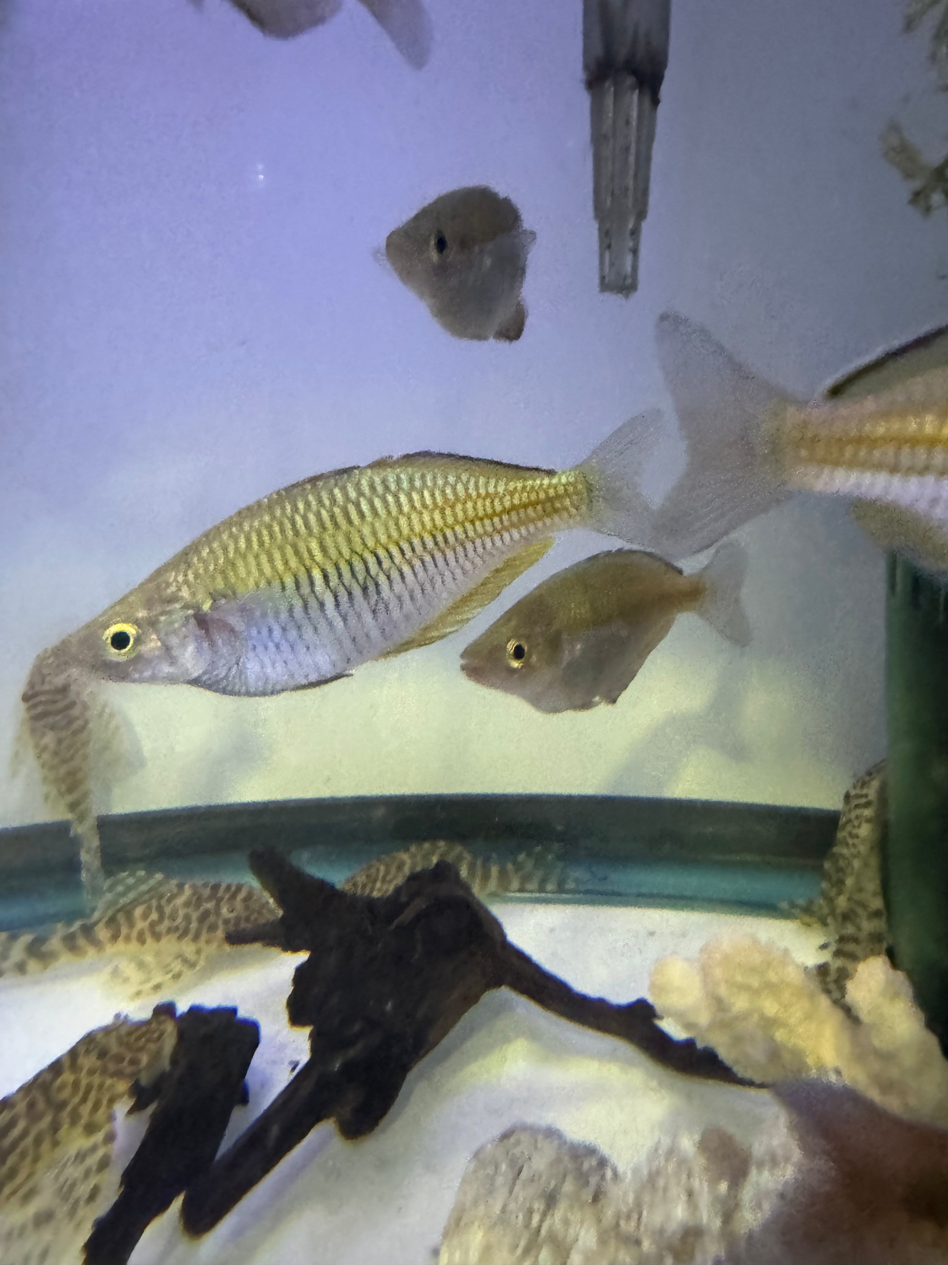 Boesemani Rainbow Fish Female