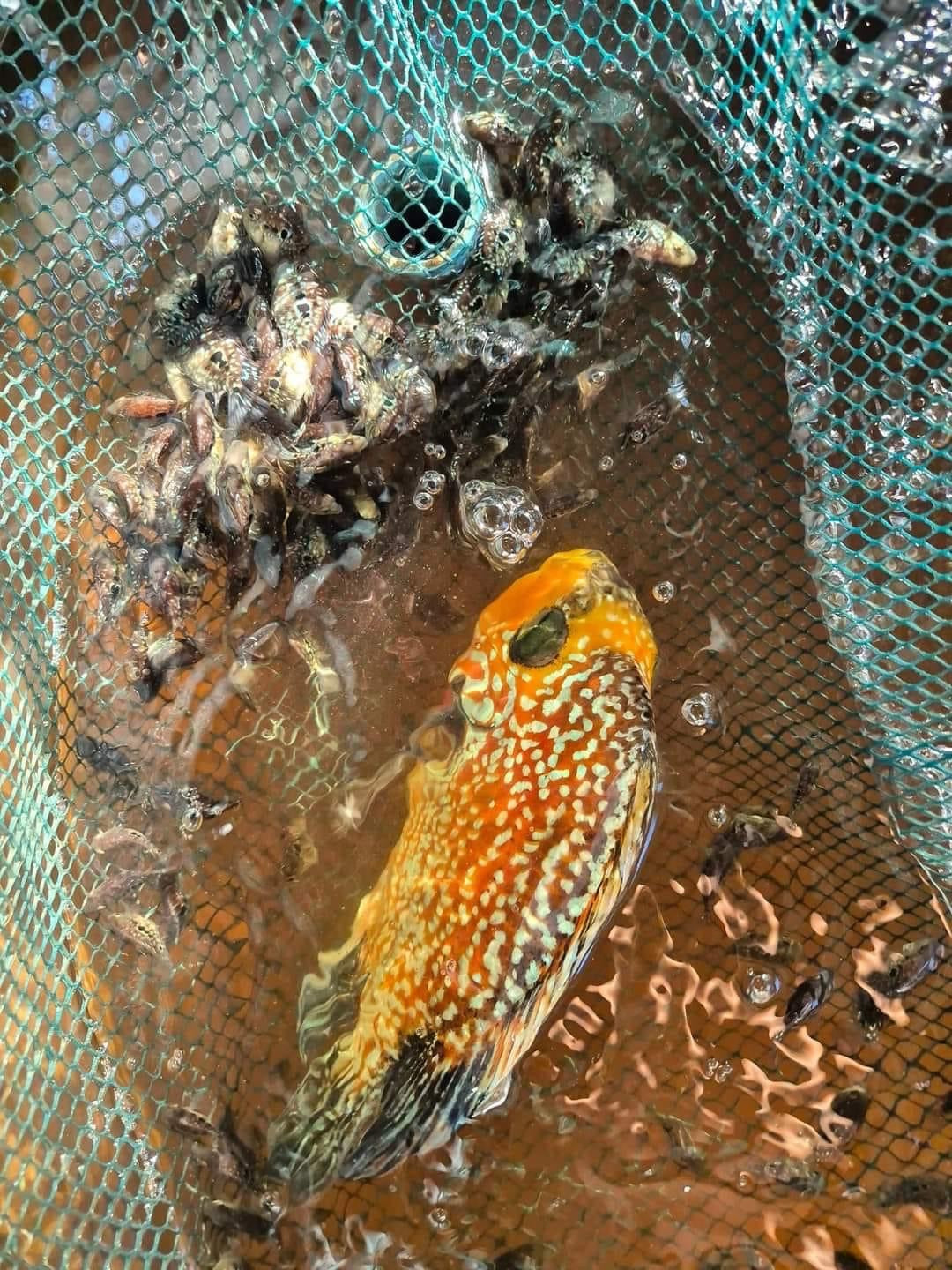 Crystal Parrot (Amphilophus citrinellus × Vieja melanurus ...