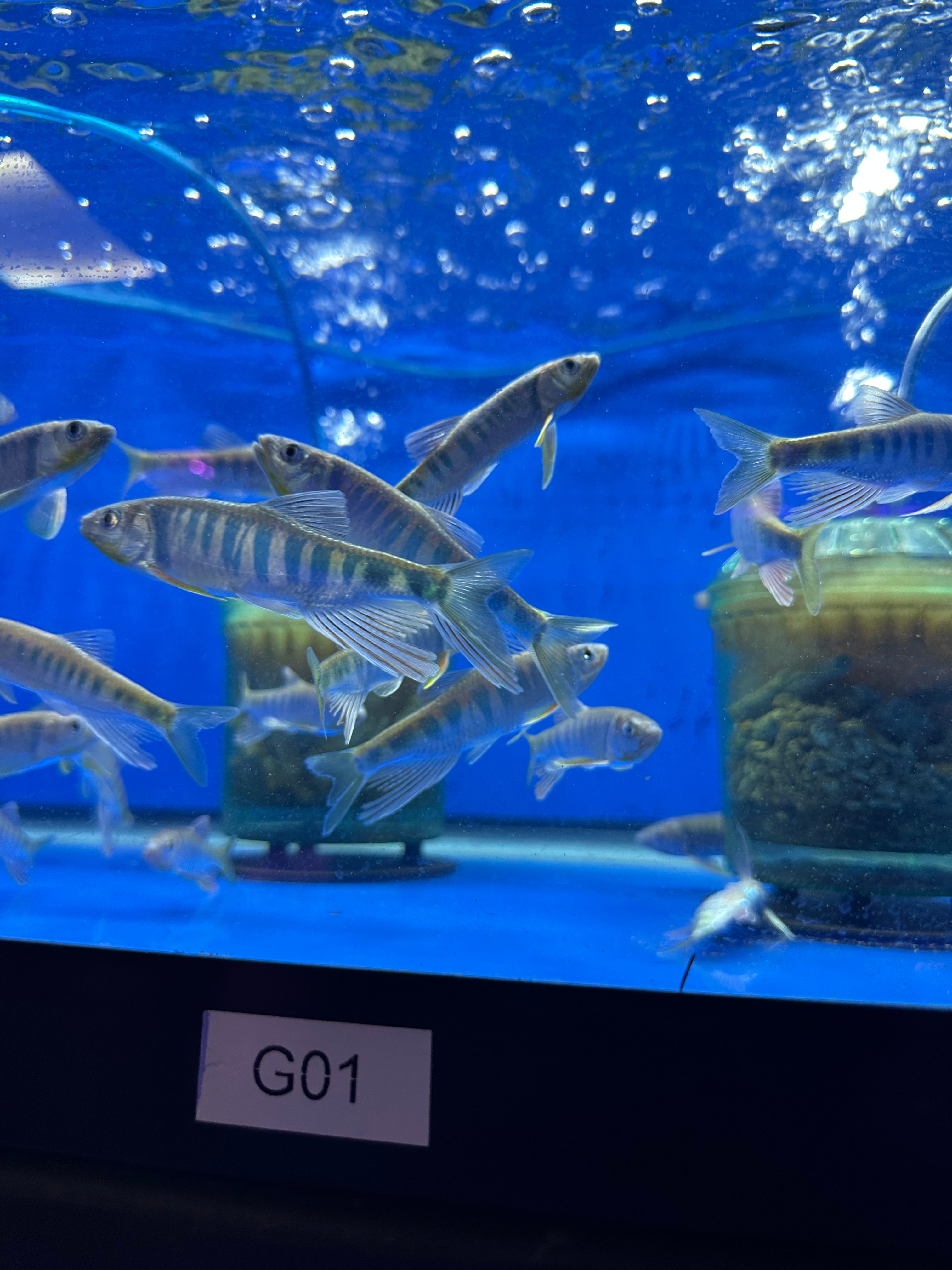 Longfin banded hill trout (opsariichthys evolans) – monsteraquariumonline