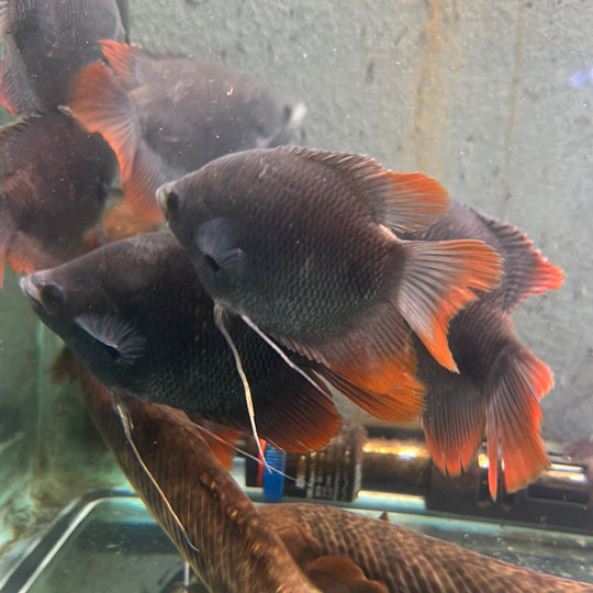 Red Tail Giant Gourami (Osphronemus laticlavius) – monsteraquariumonline