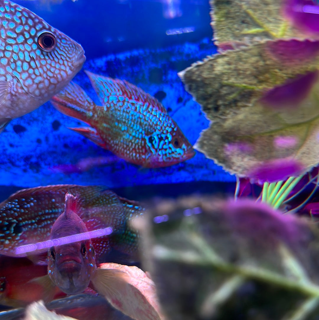 Buy Geophagus Fish Online - Monster Aaquarium – monsteraquariumonline