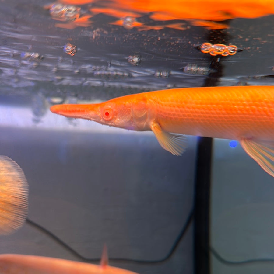 Gar Fish for Sale | Prehistoric Freshwater Predators