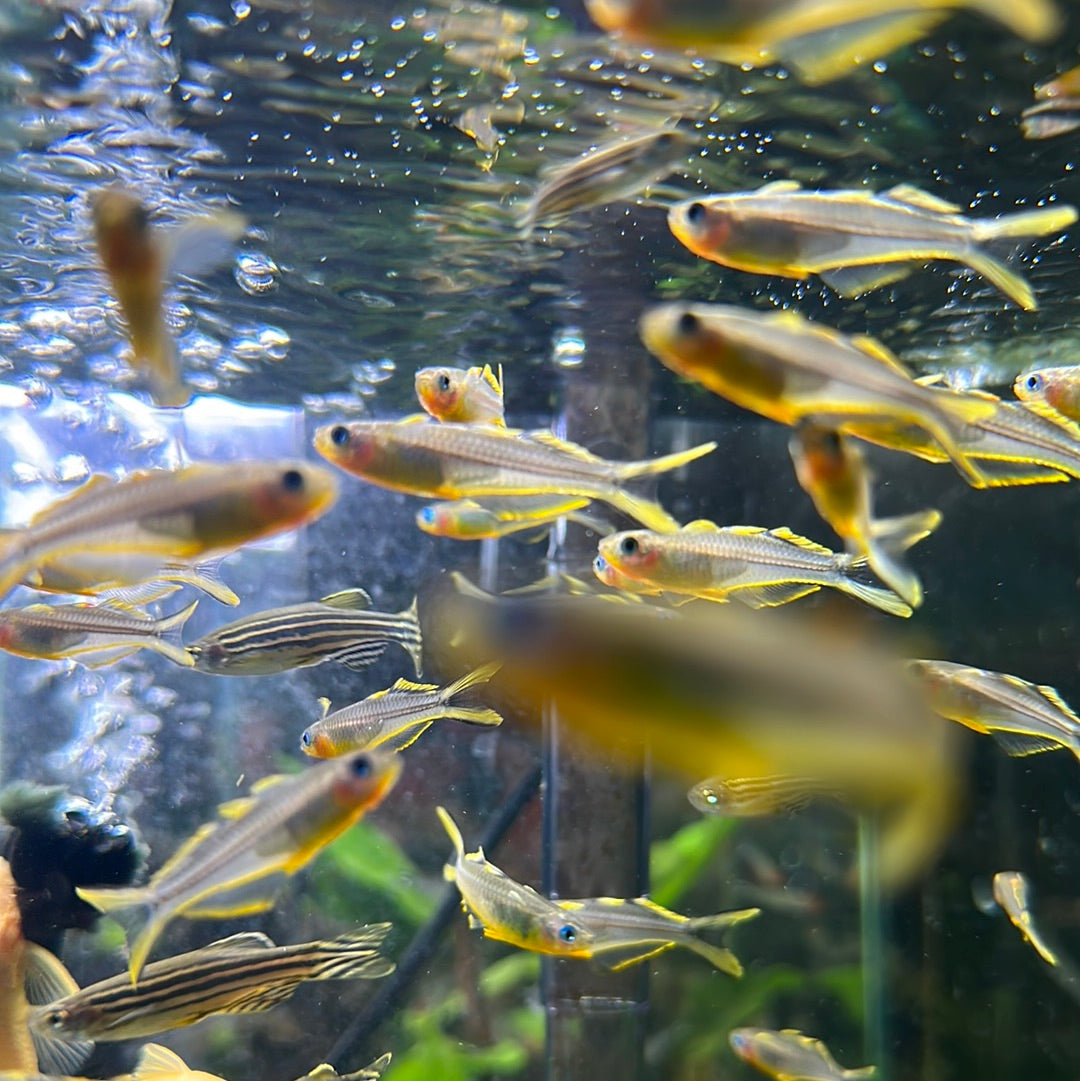 Forktail blue eye Rainbow (Pseudomugil furcatus)