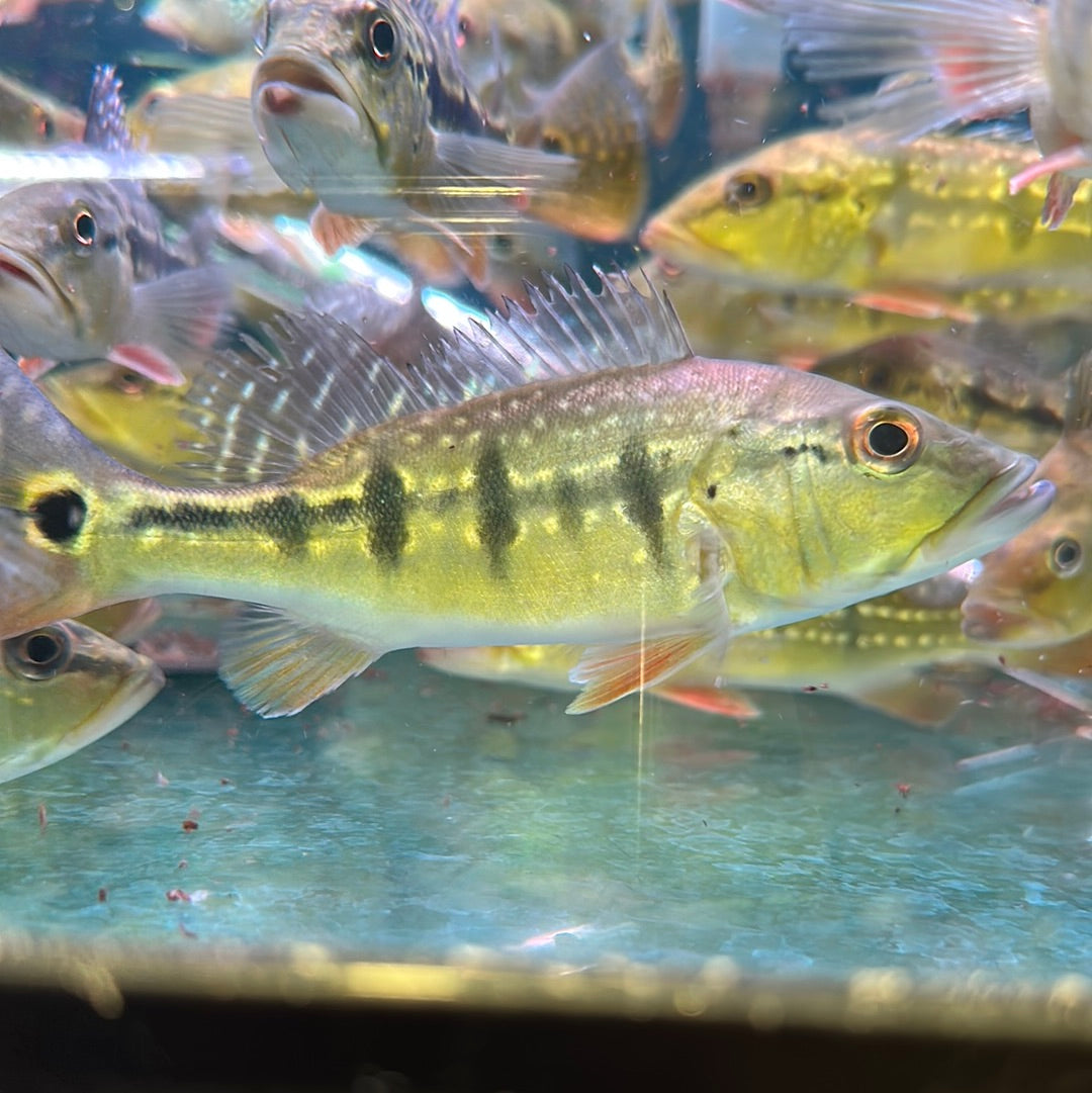 Monoculus Peacock Bass Fish For Sale - Monster Aquarium ...