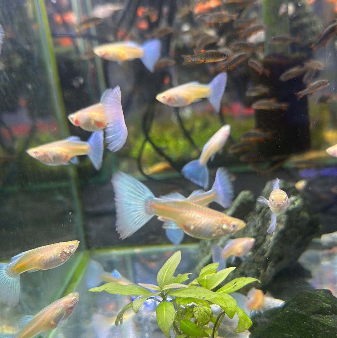 Albino Blue Gold Guppy (female) (Poecilia reticulata)