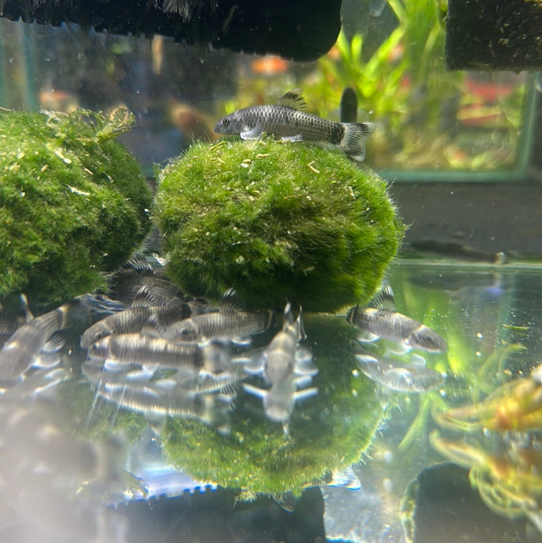 Panda Garra ( Garra Flavatra ) – monsteraquariumonline