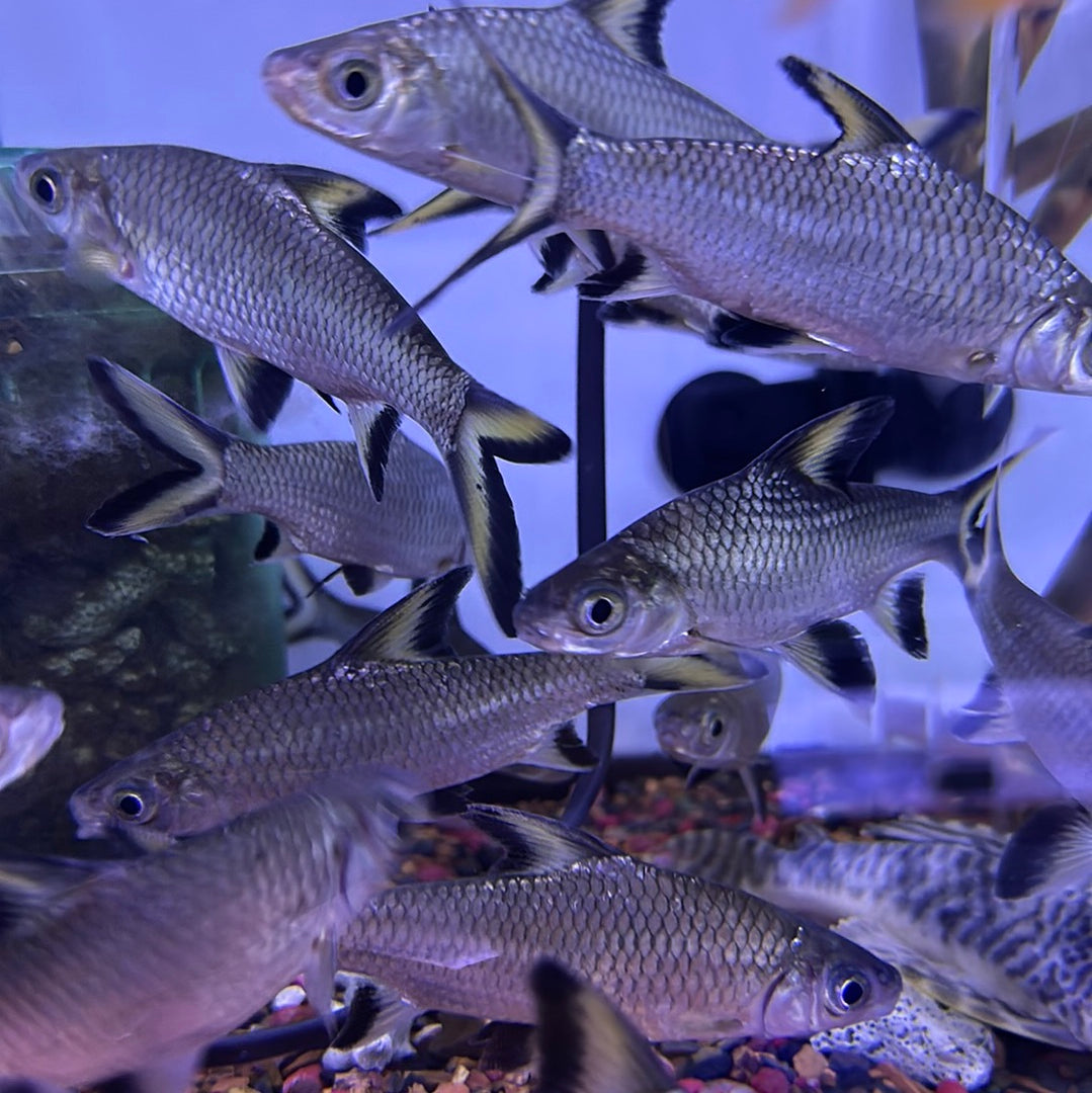 Bala Shark (Balantiocheilos melanopterus) – monsteraquariumonline