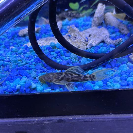 L25 Red Fin Scarlet Pleco "Sao Felix Super red" (Pseudacanthicus pirar ...